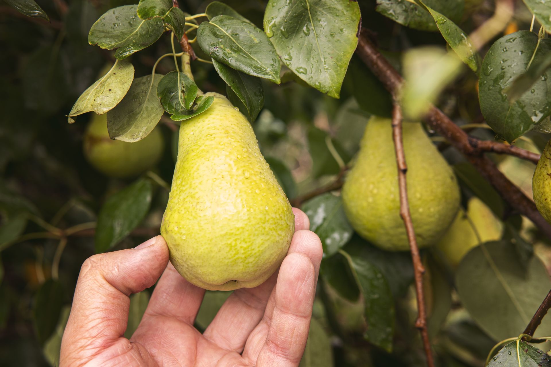 El Cultivo de las Peras - PROMOM